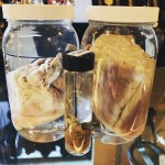 Dead Things In Jars | DOLLY PYTHON