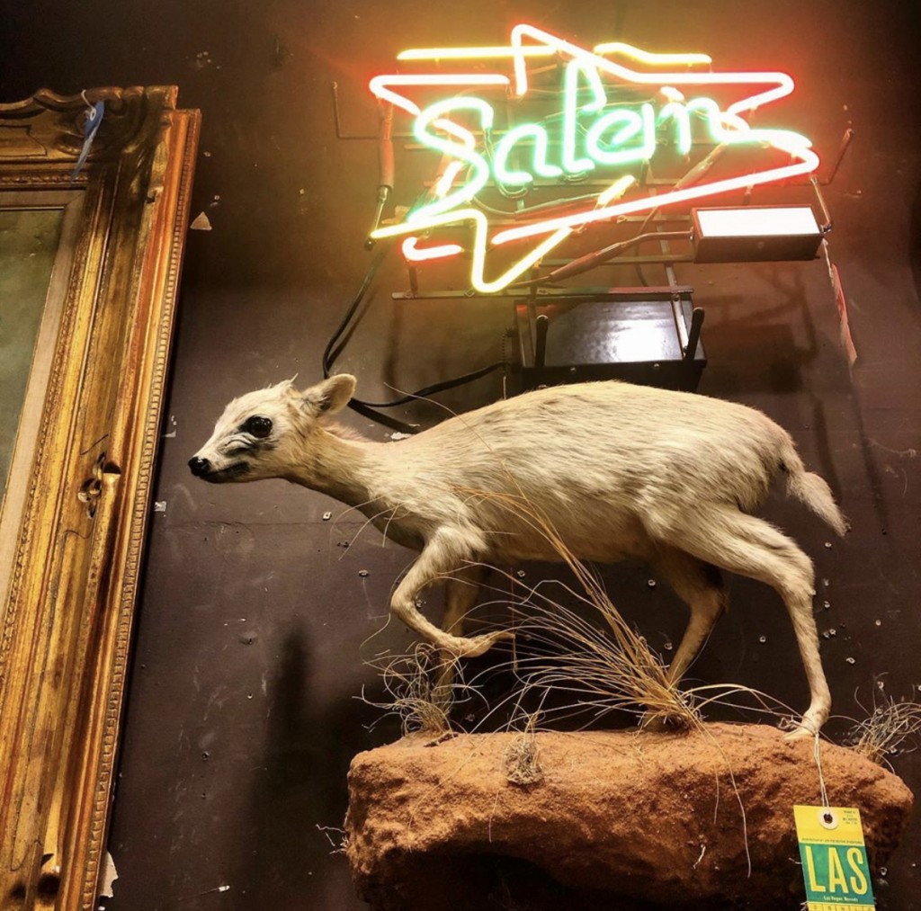 taxidermy | DOLLY PYTHON | Page 2