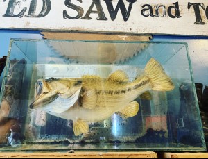 taxidermy | DOLLY PYTHON | Page 2