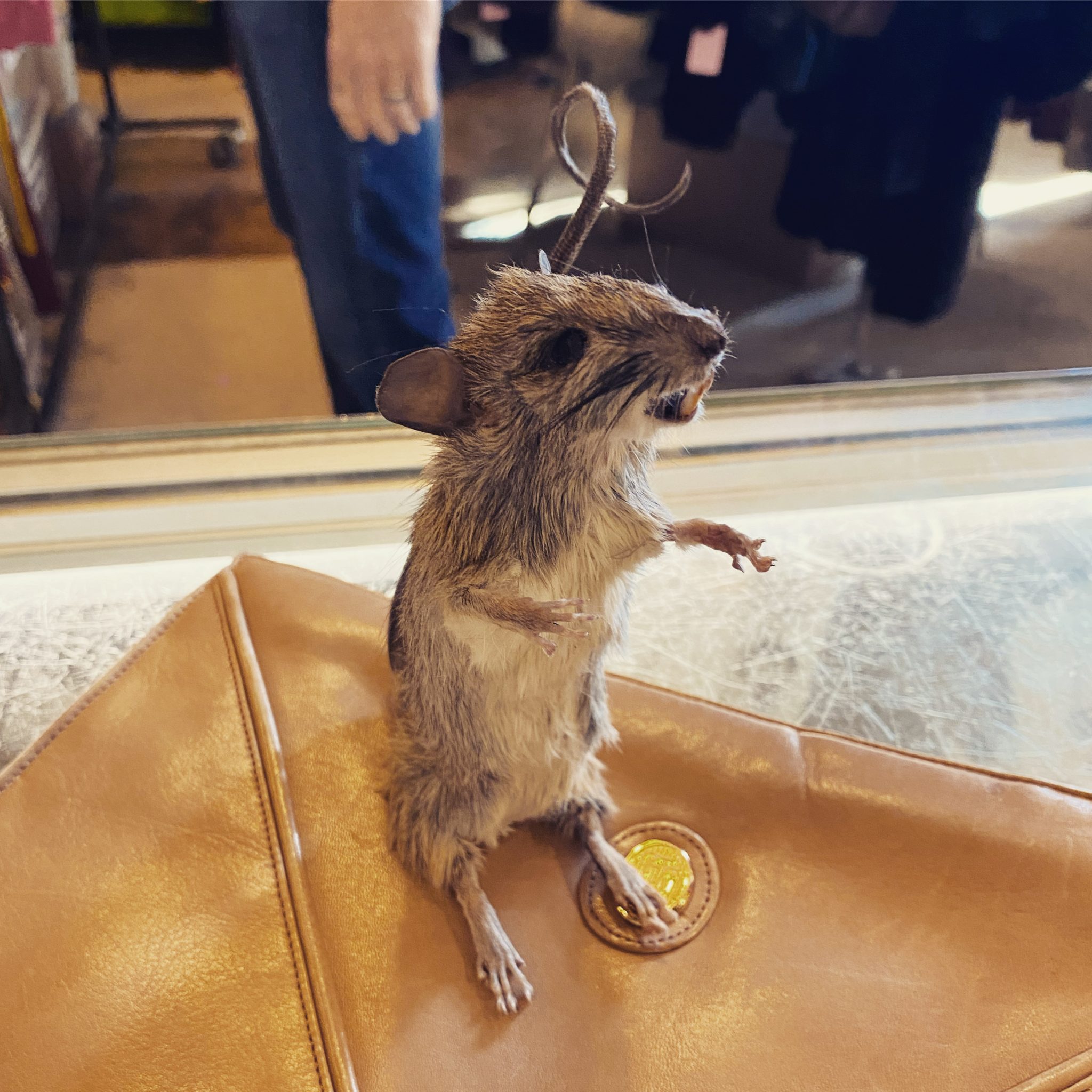 taxidermy | DOLLY PYTHON | Page 2