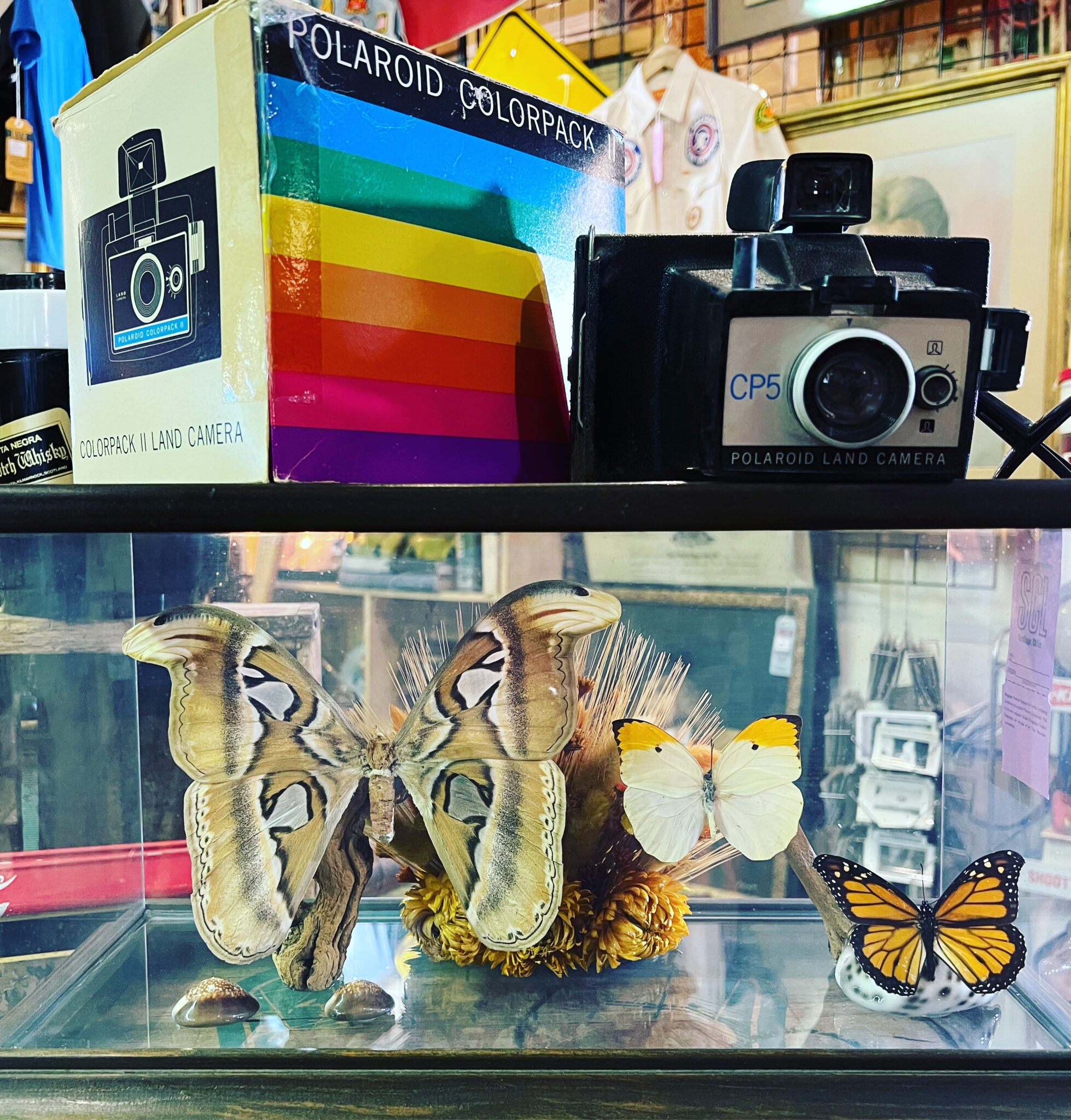 taxidermy | DOLLY PYTHON