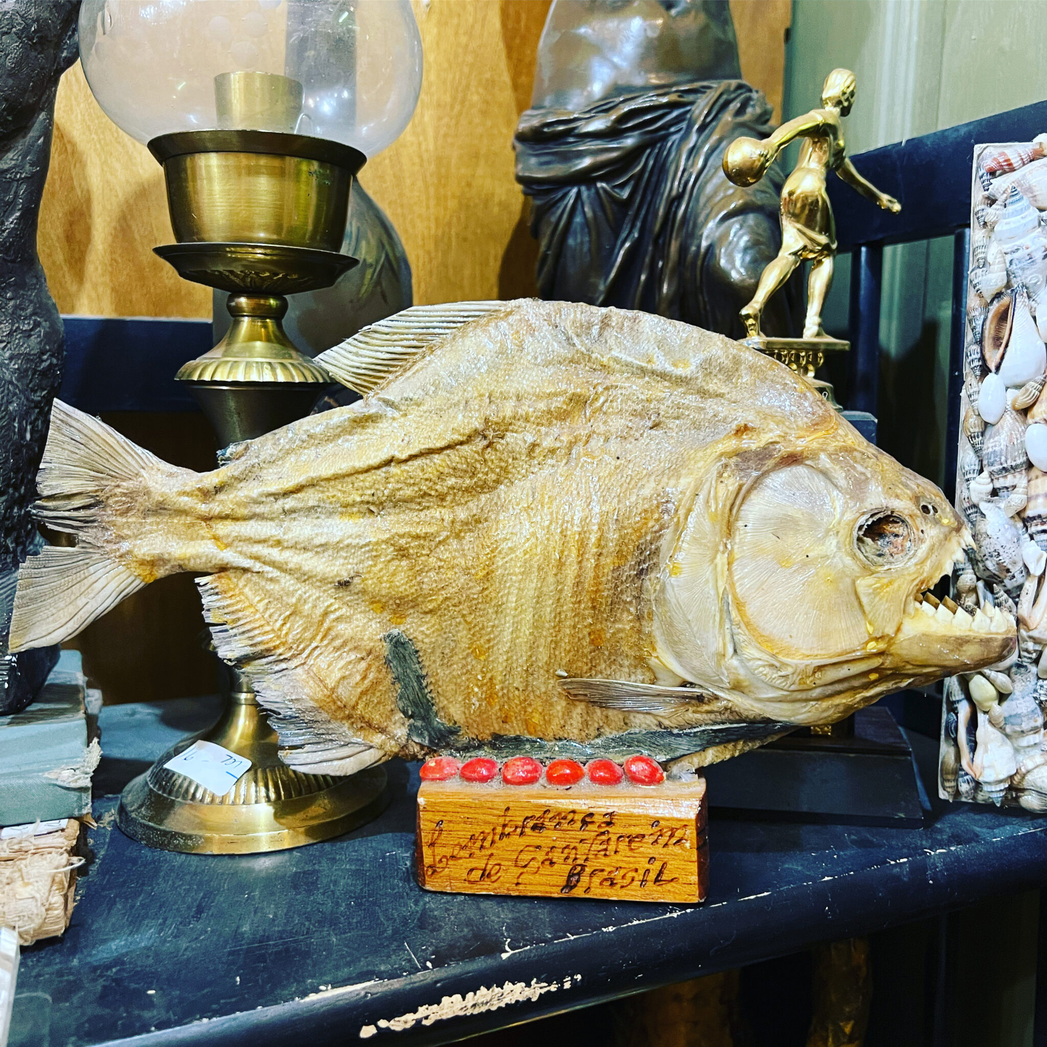 taxidermy | DOLLY PYTHON