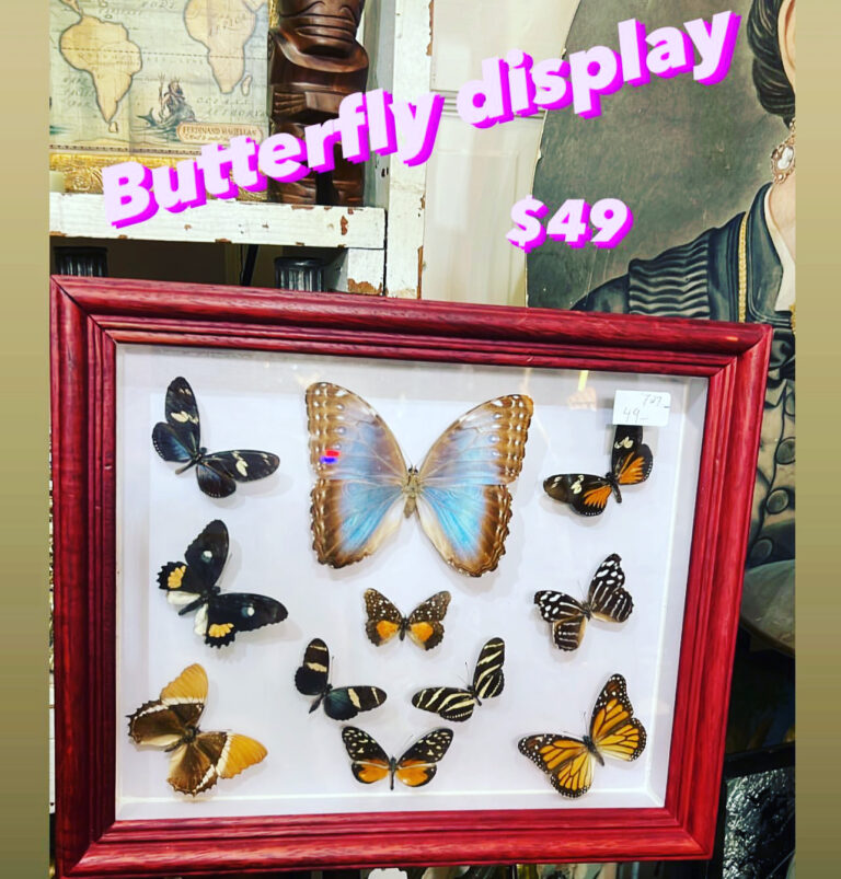 taxidermy | DOLLY PYTHON