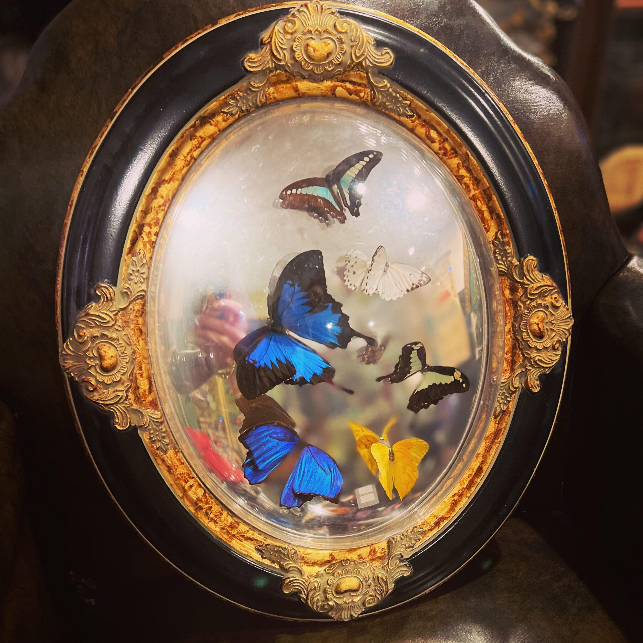 taxidermy | DOLLY PYTHON