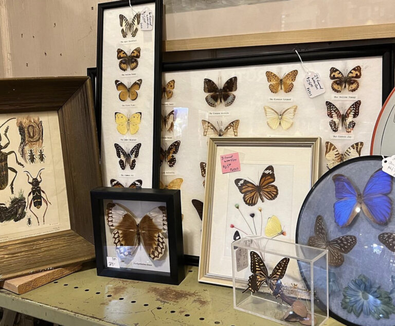 DOLLY PYTHON | Page 5