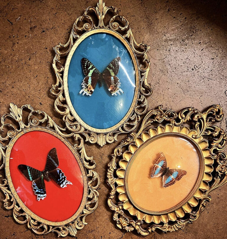 DOLLY PYTHON | Page 5