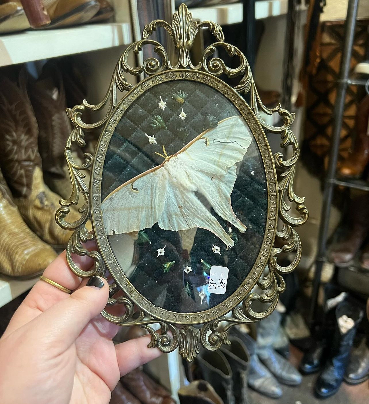 DOLLY PYTHON | Page 3