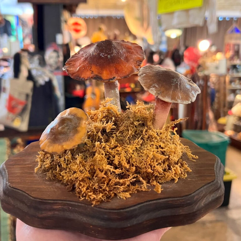 Mossy Mushrooms | DOLLY PYTHON