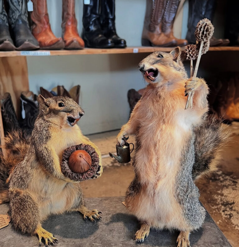 taxidermy | DOLLY PYTHON