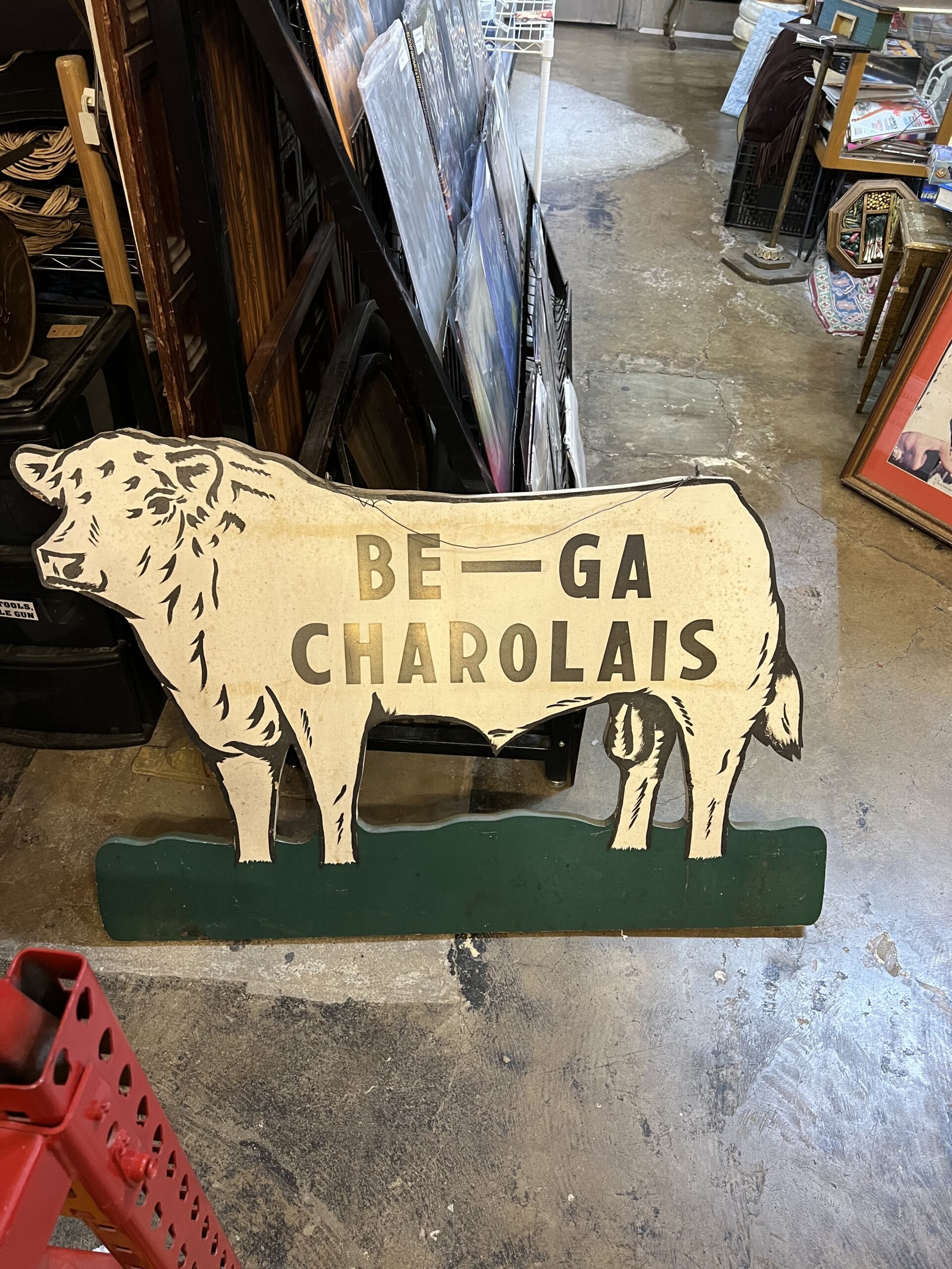 Beef Cattle | DOLLY PYTHON